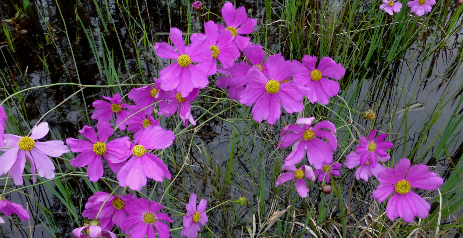 Swamp tickseed - Florida Wildflower Foundation