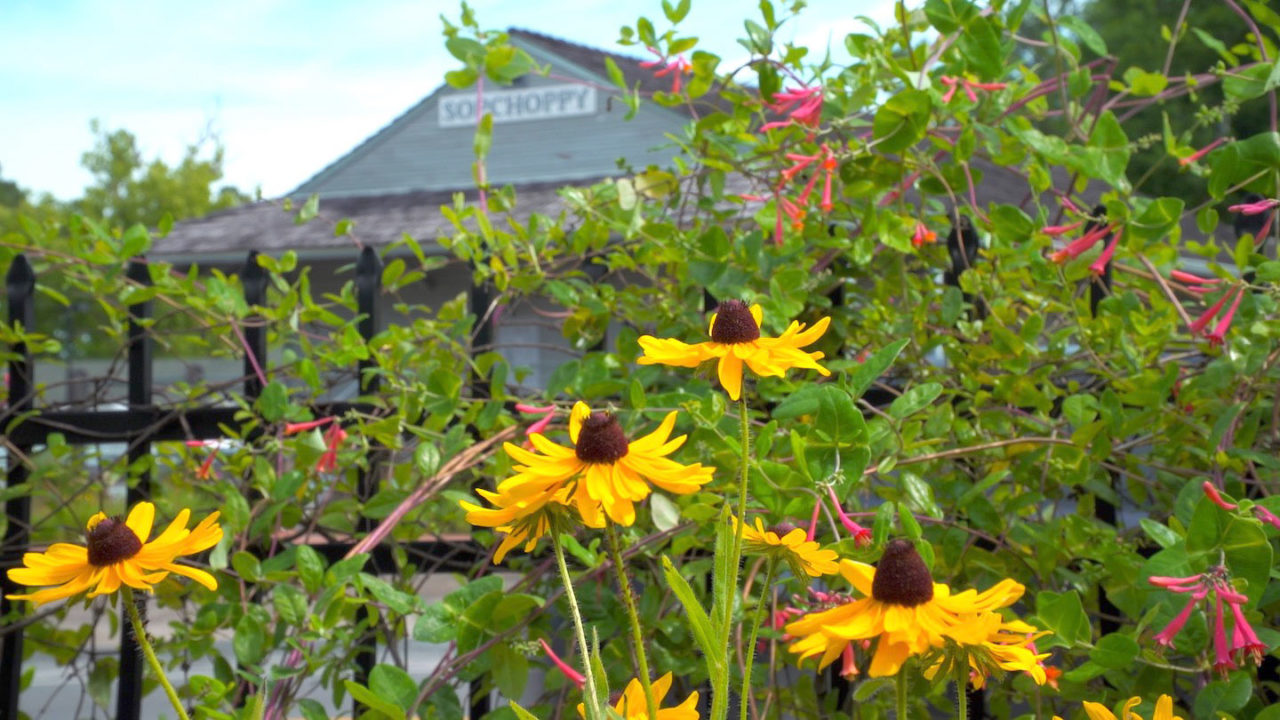 Florida's Native Wildflowers | Florida Wildflower Foundation