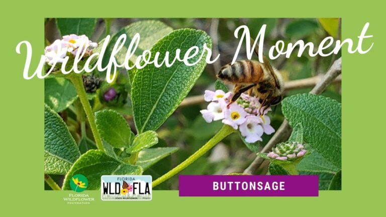 Learn to Grow - Florida Wildflower Foundation