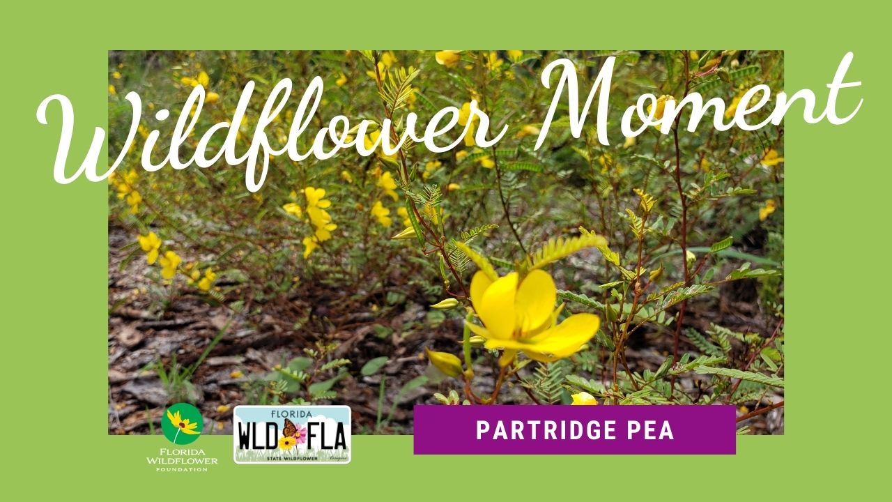 Learn to Grow - Florida Wildflower Foundation