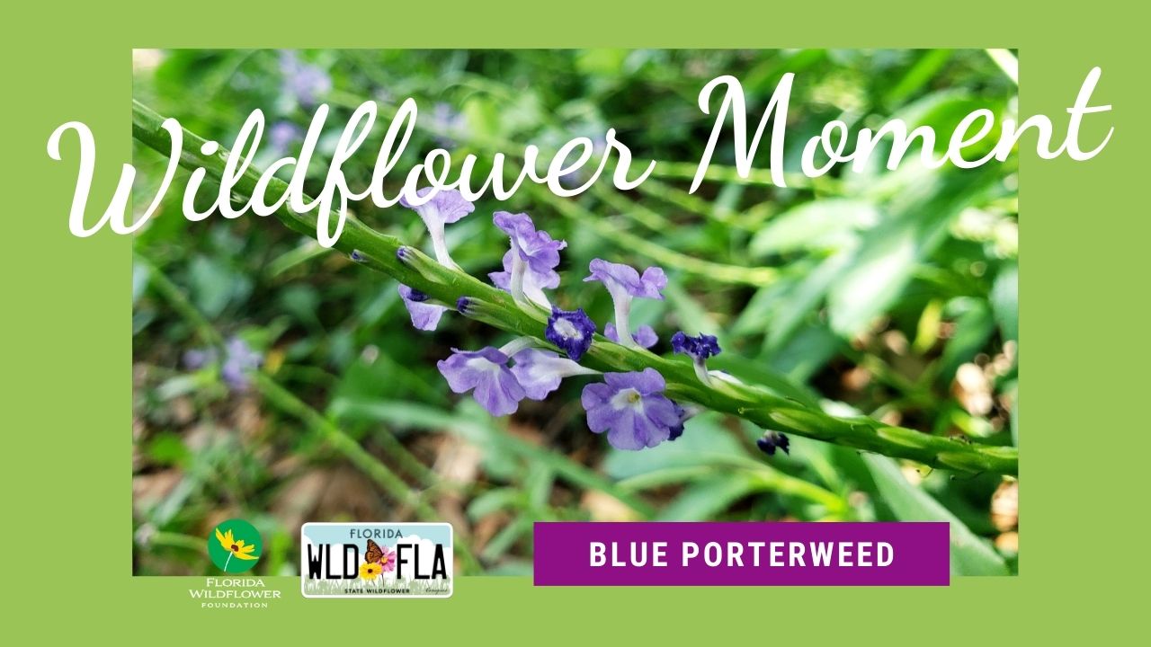 Learn to Grow - Florida Wildflower Foundation