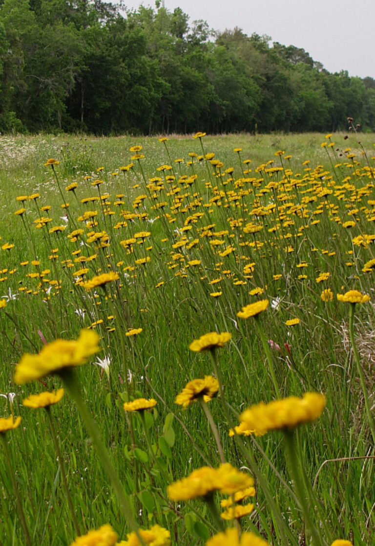 Florida's Native Wildflowers | Florida Wildflower Foundation