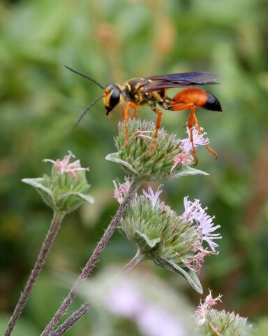 Great golden digger wasp - Florida Wildflower Foundation