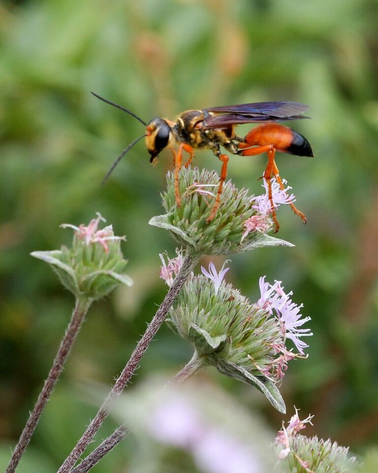 Great golden digger wasp - Florida Wildflower Foundation