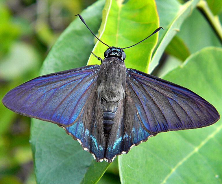 Mangrove skipper - Florida Wildflower Foundation