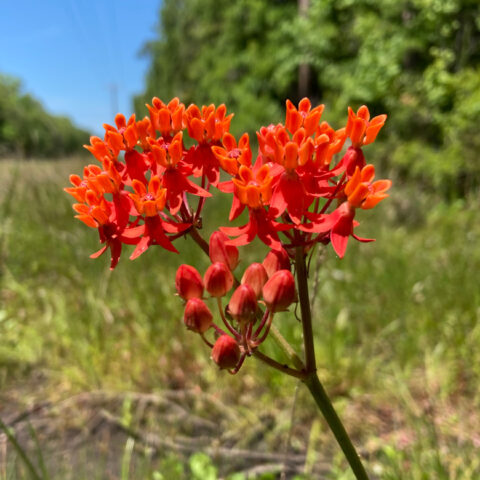 Summer is Milkweed Season - Florida Wildflower Foundation