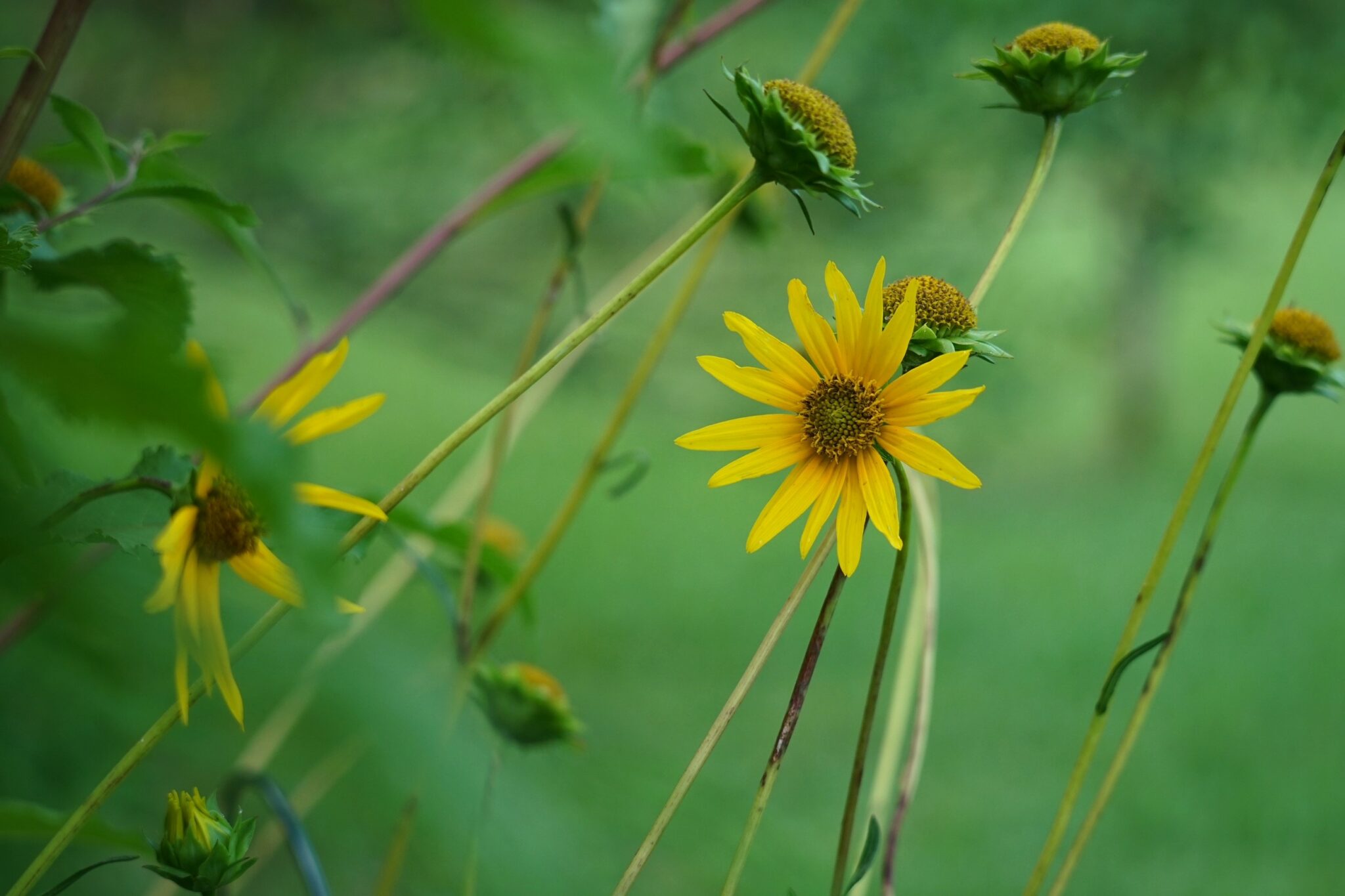 Lakeside sunflower - Florida Wildflower Foundation