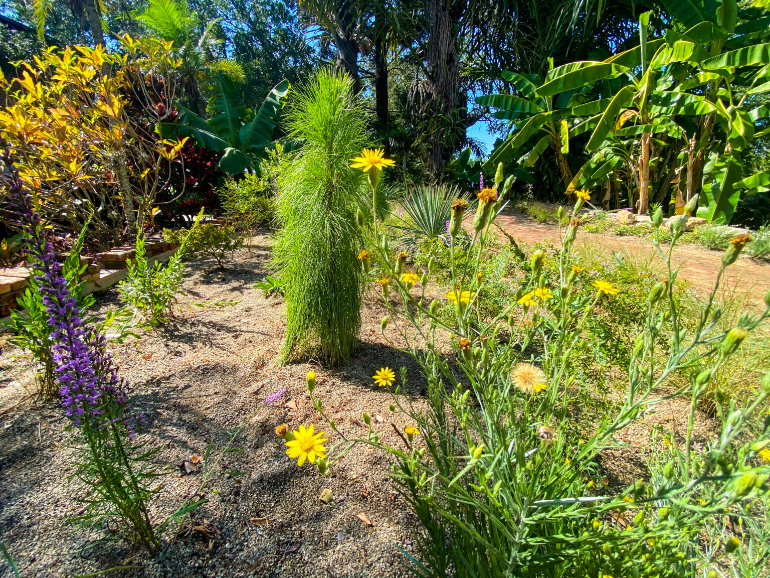 Florida's Native Wildflowers | Florida Wildflower Foundation