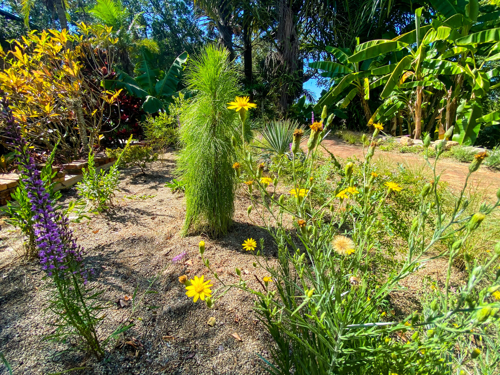 Florida's Native Wildflowers | Florida Wildflower Foundation