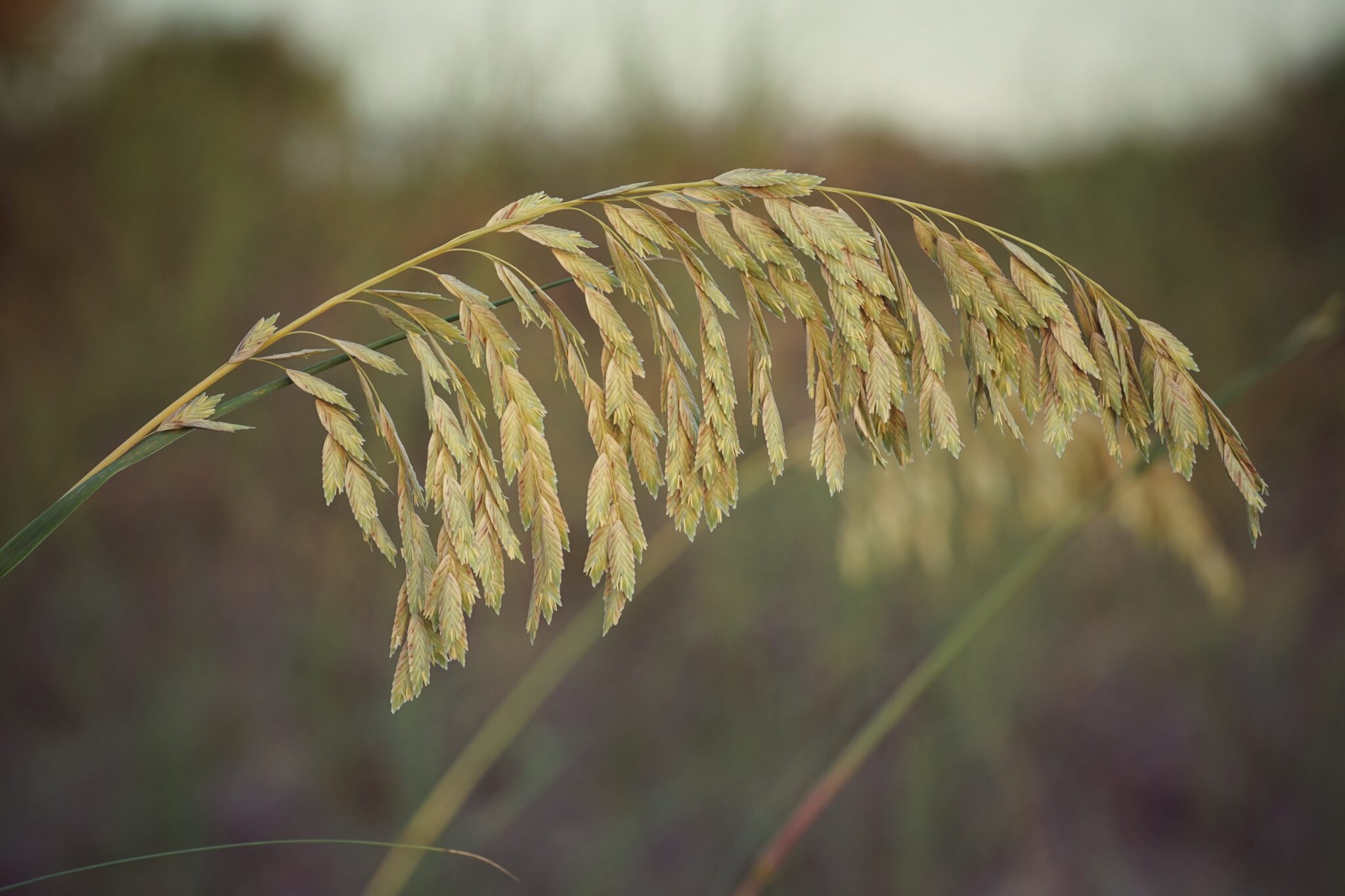 Family Profile: Poaceae - Florida Wildflower Foundation