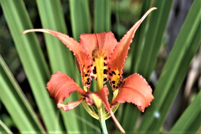 Florida's Native Wildflowers | Florida Wildflower Foundation