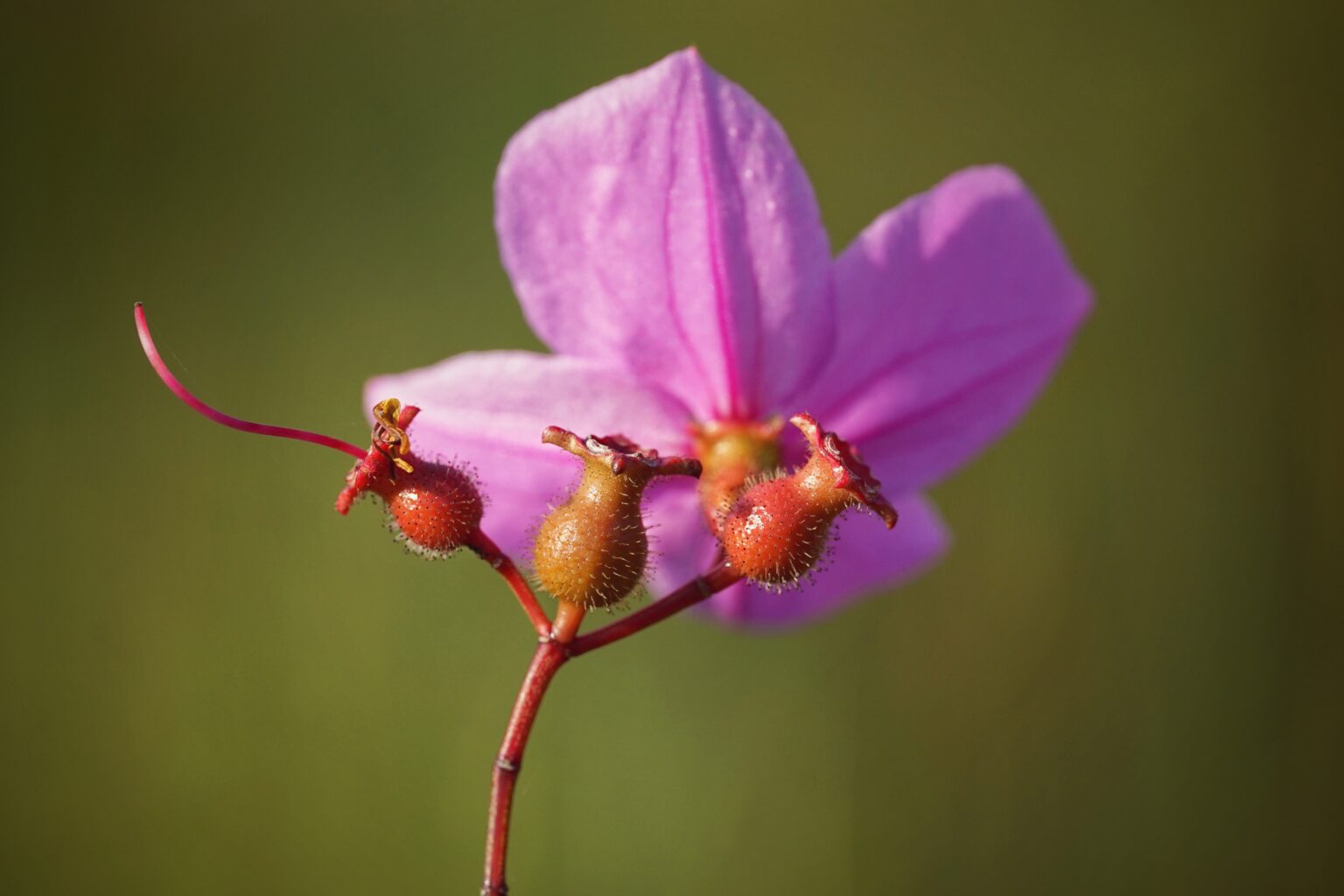 Savannah meadowbeauty - Florida Wildflower Foundation