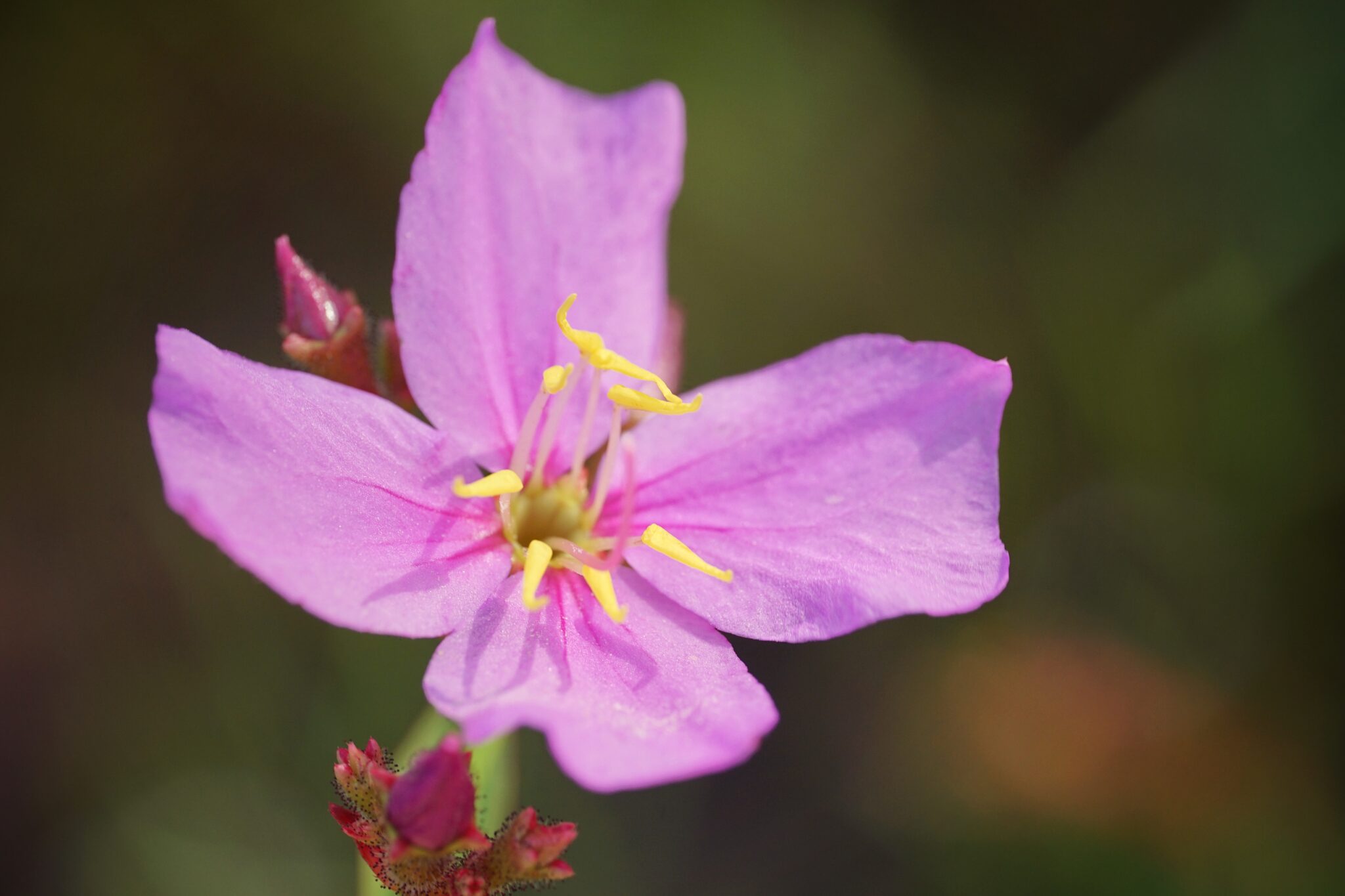 Savannah meadowbeauty - Florida Wildflower Foundation