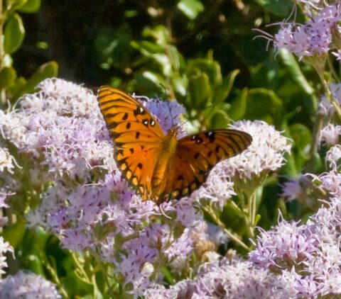 Education - Florida Wildflower Foundation