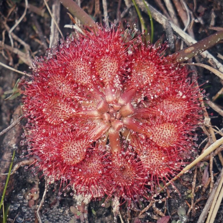 5 Spooky Florida Wildflowers - Florida Wildflower Foundation