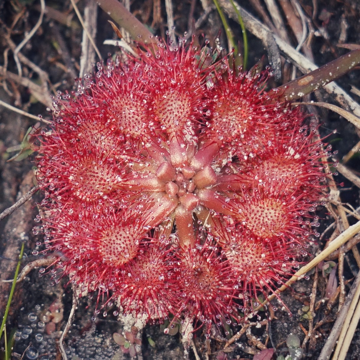 5 Spooky Florida Wildflowers - Florida Wildflower Foundation