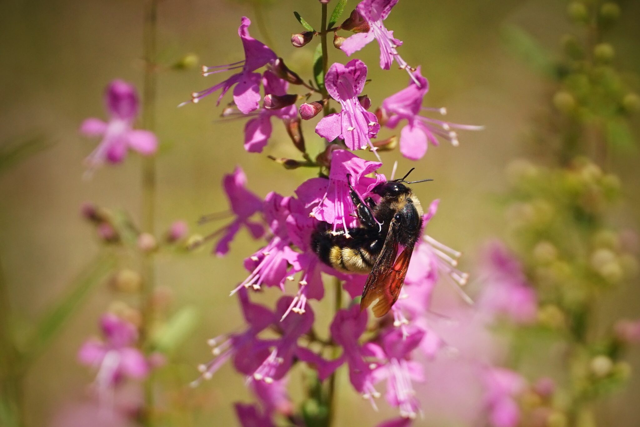 Coastalplain balm - Florida Wildflower Foundation