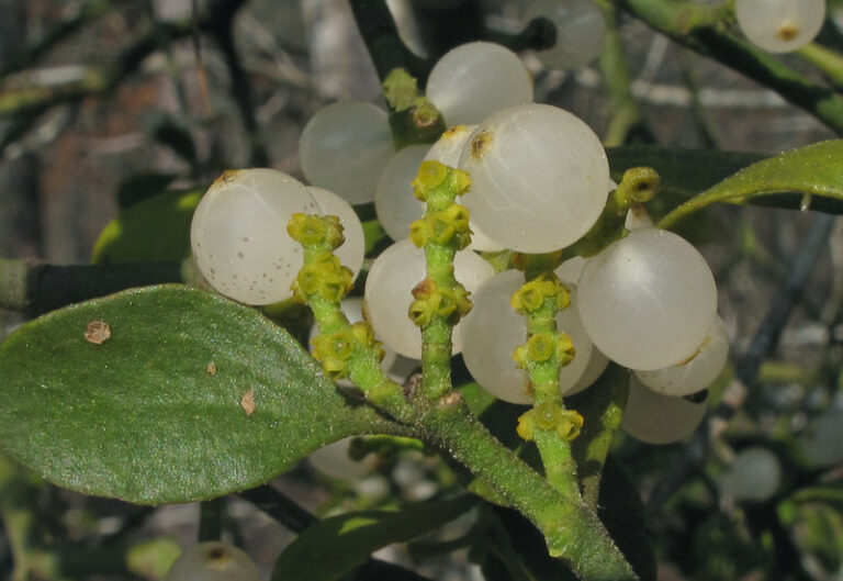 Oak mistletoe - Florida Wildflower Foundation