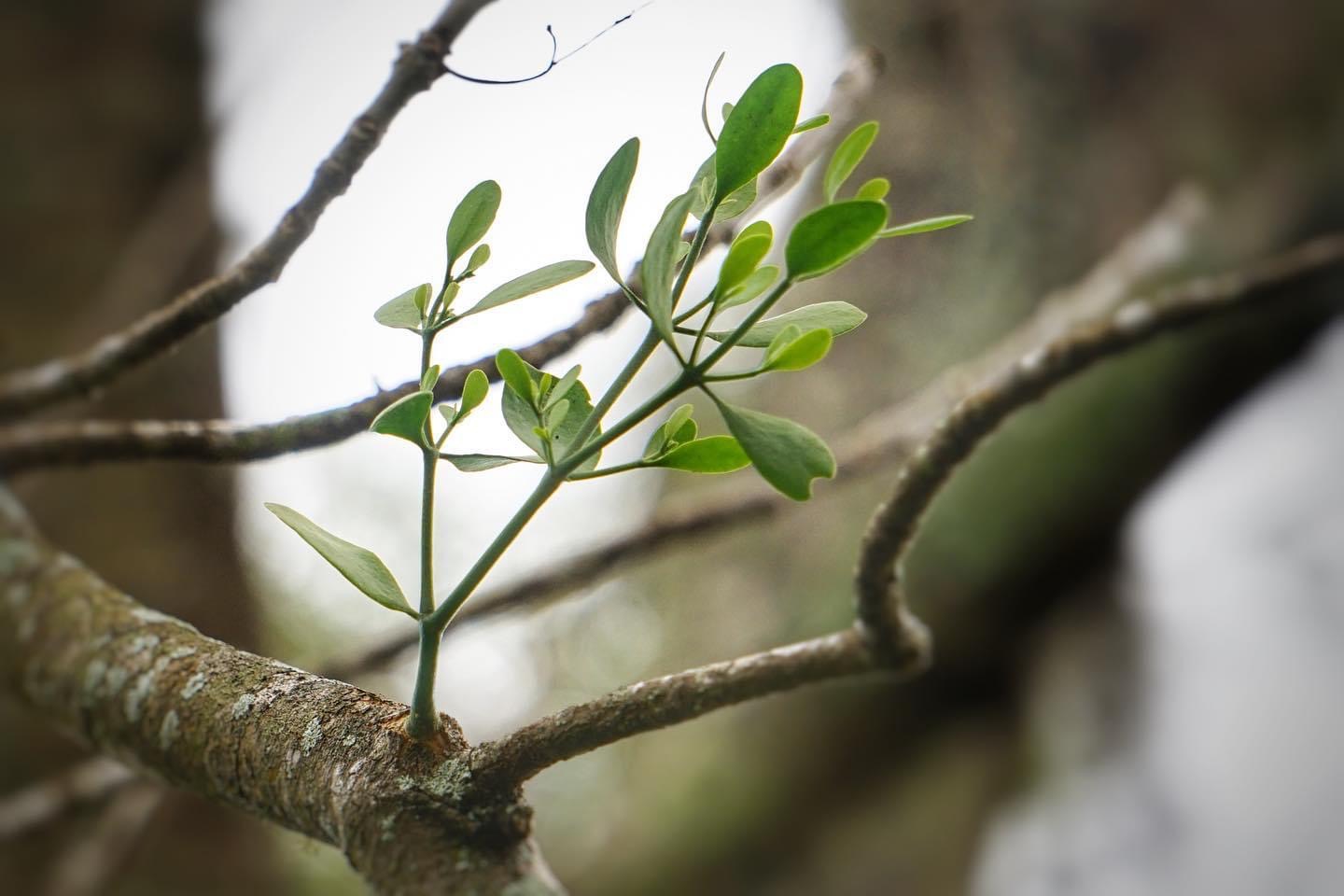 Oak mistletoe - Florida Wildflower Foundation