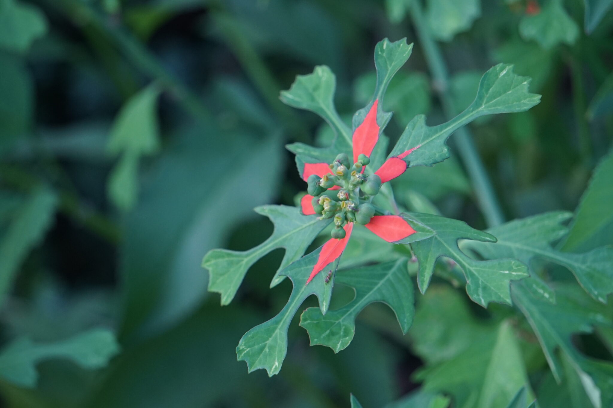 Florida's Native Wildflowers | Florida Wildflower Foundation