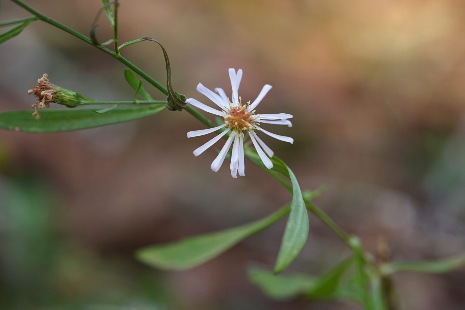 Simmond’s aster - Florida Wildflower Foundation