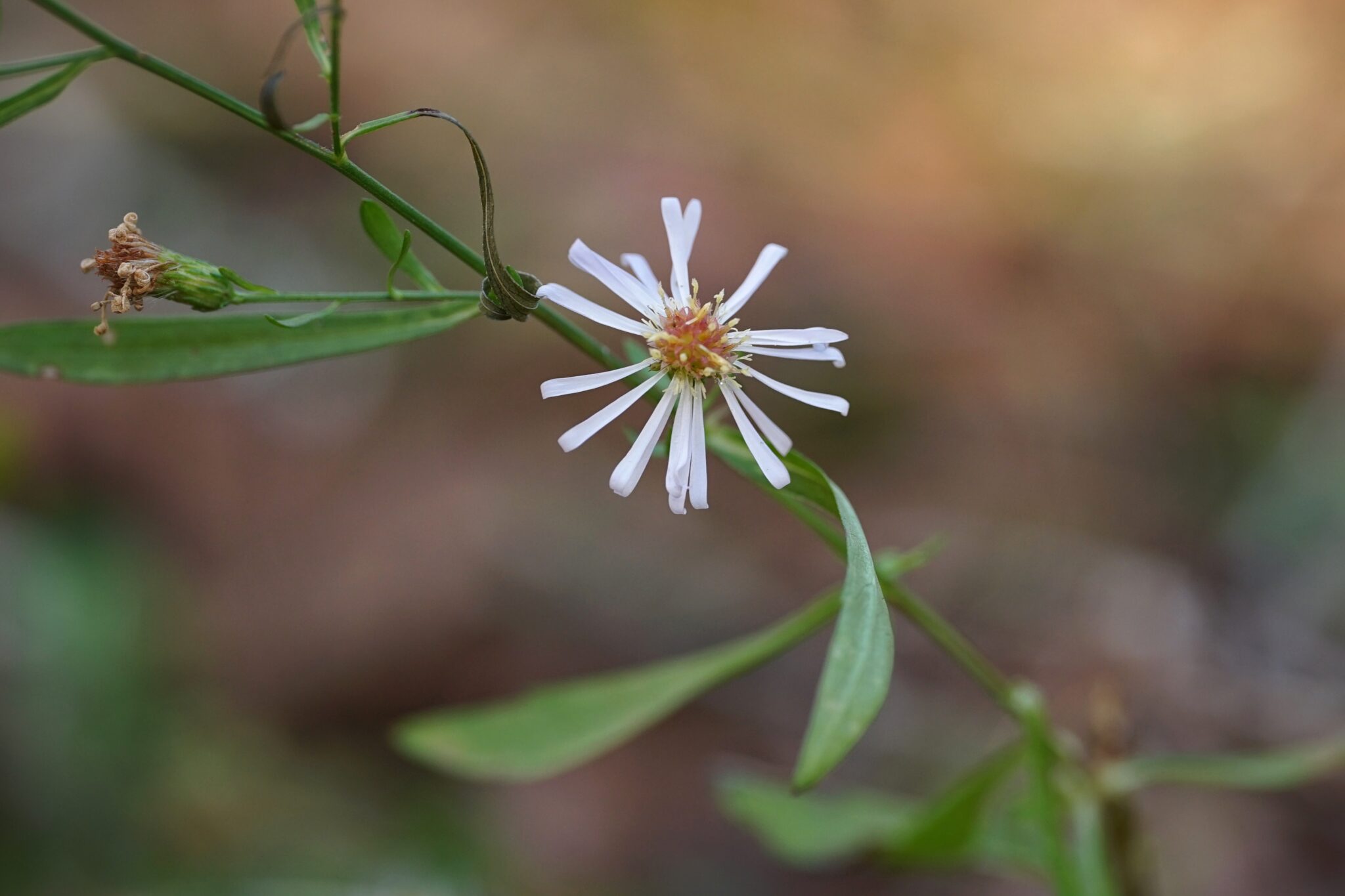 Simmond’s aster - Florida Wildflower Foundation