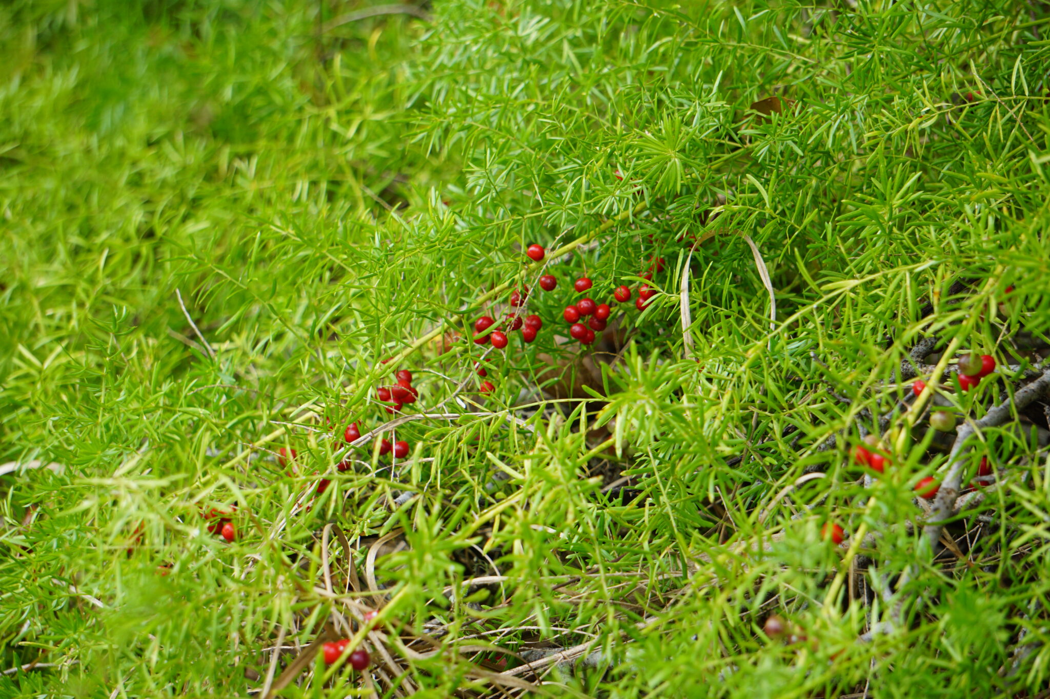 Invasive Plant Resources for Florida Residents - Florida Wildflower ...