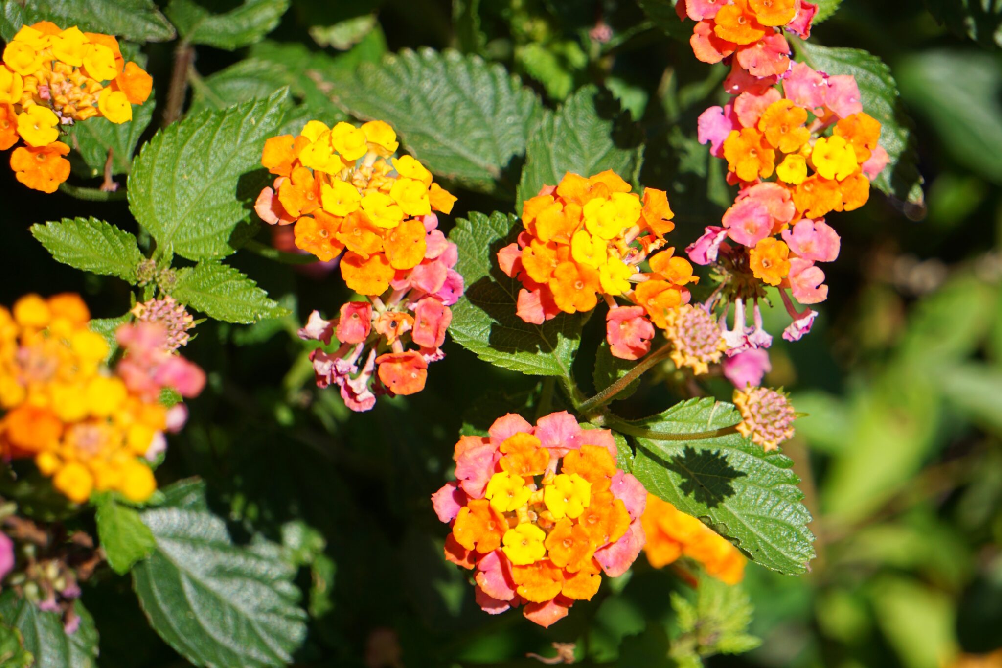 Invasive Plant Resources for Florida Residents - Florida Wildflower ...