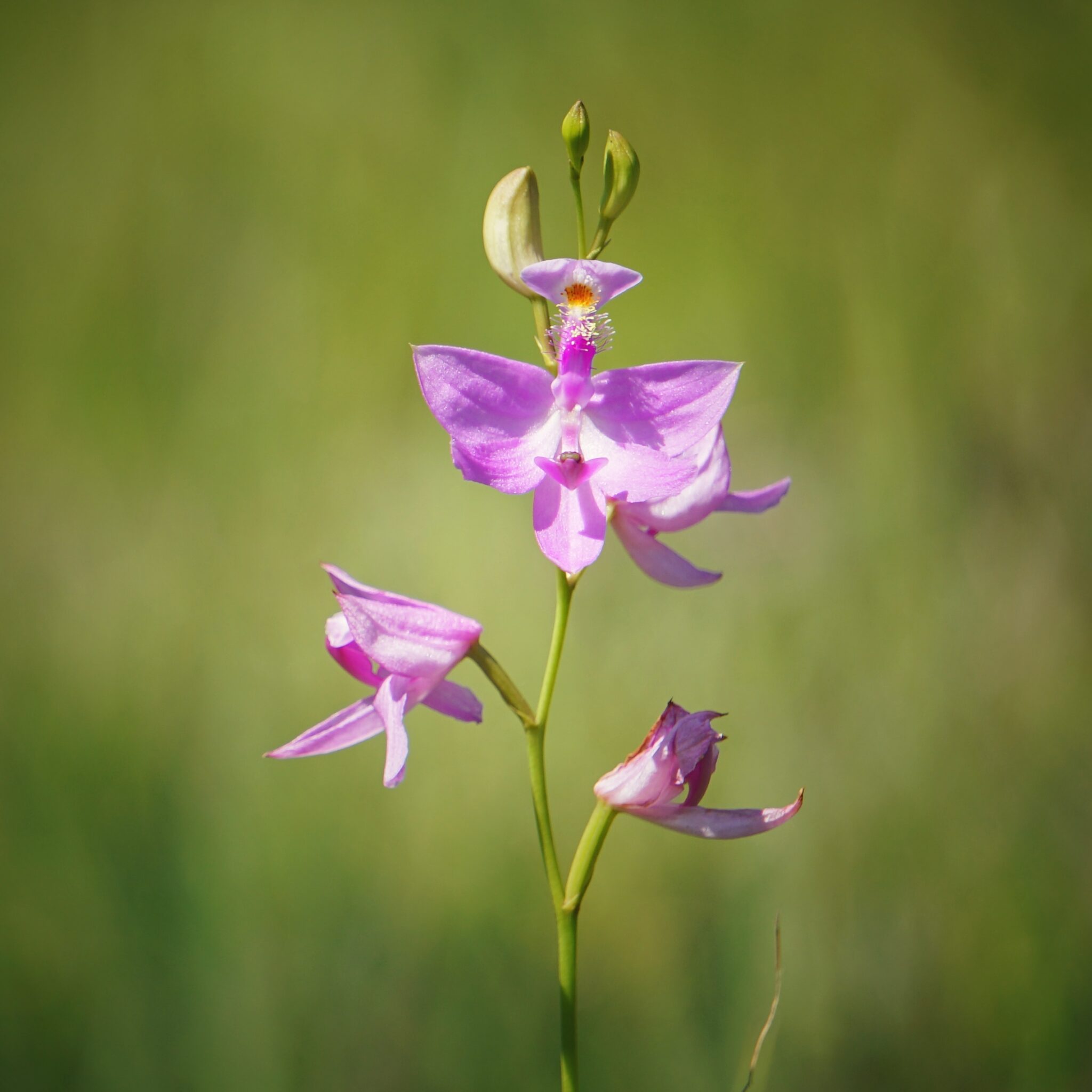 Tuberous grasspink - Florida Wildflower Foundation