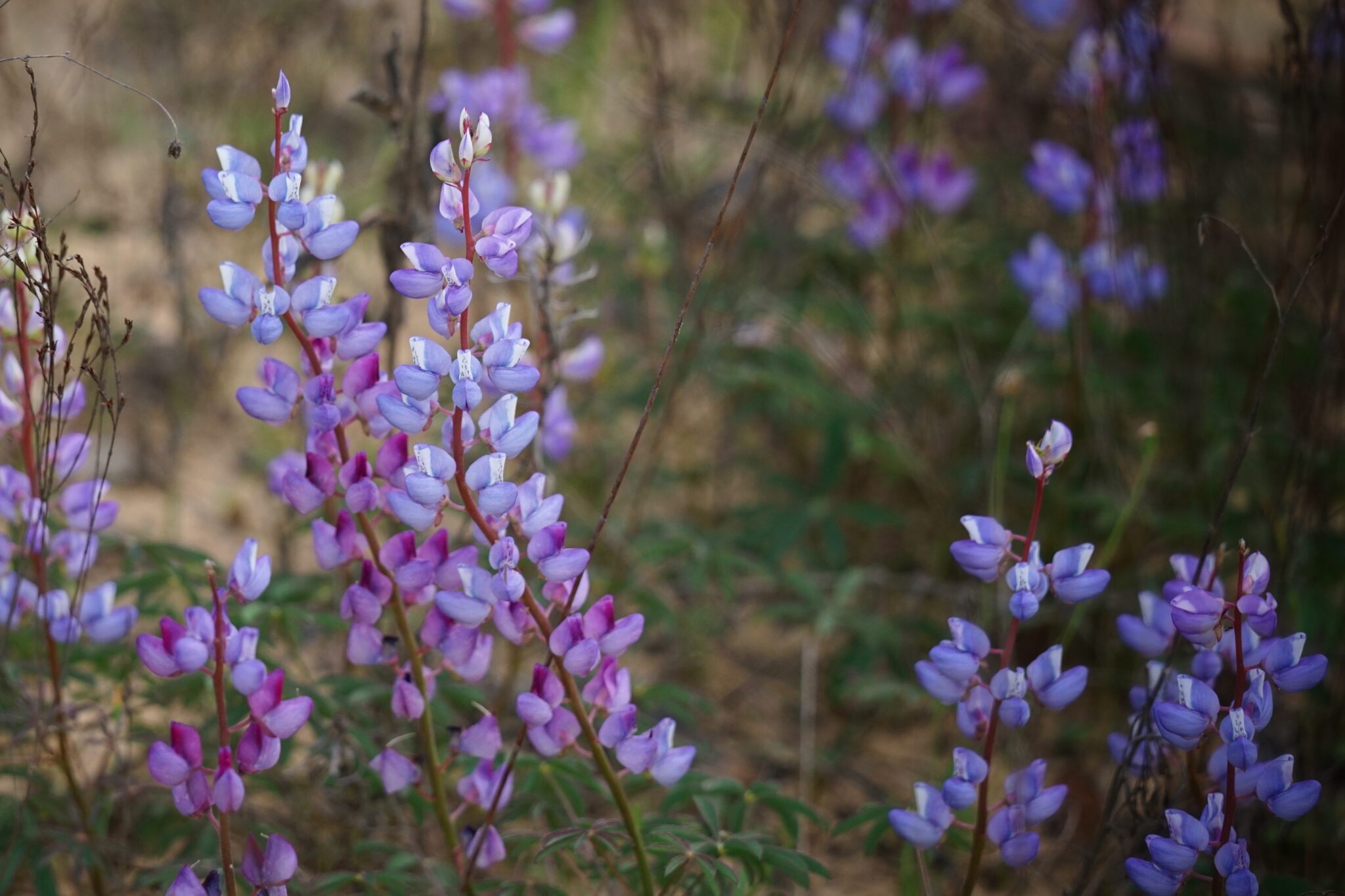Family Profile: Fabaceae - Florida Wildflower Foundation
