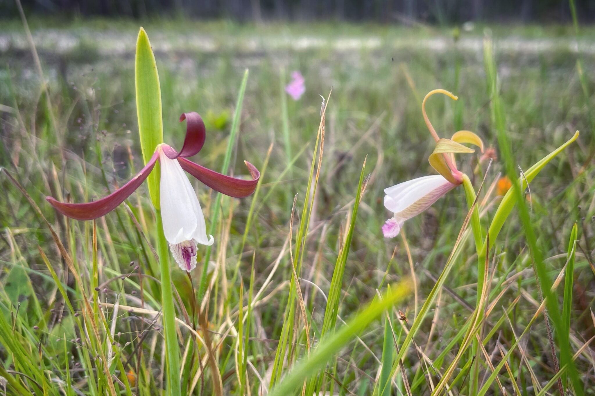 Fragrant pogonia - Florida Wildflower Foundation