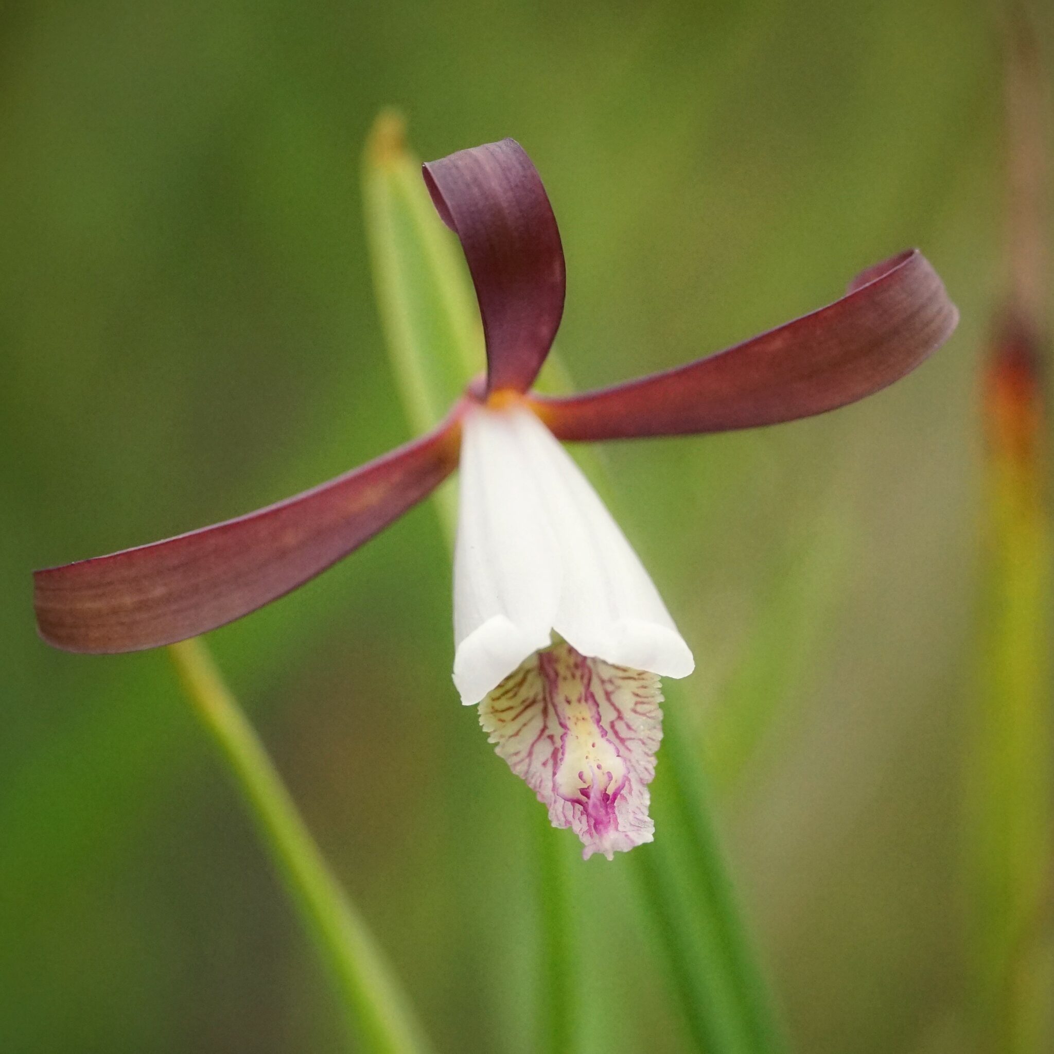 Fragrant pogonia - Florida Wildflower Foundation