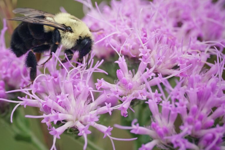 Planting and Conservation - Florida Wildflower Foundation
