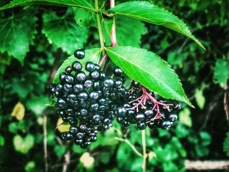 Elderberry - Florida Wildflower Foundation