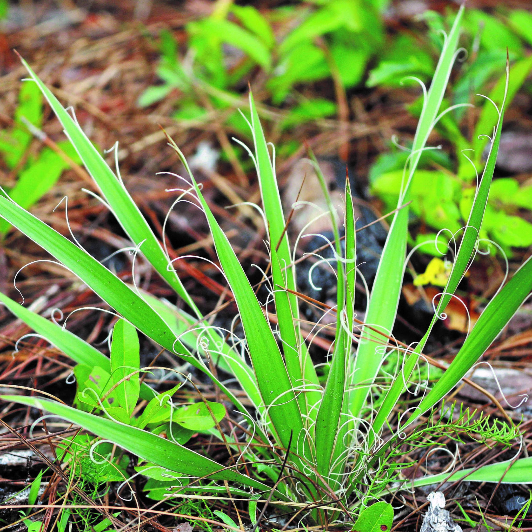 Adam’s needle - Florida Wildflower Foundation