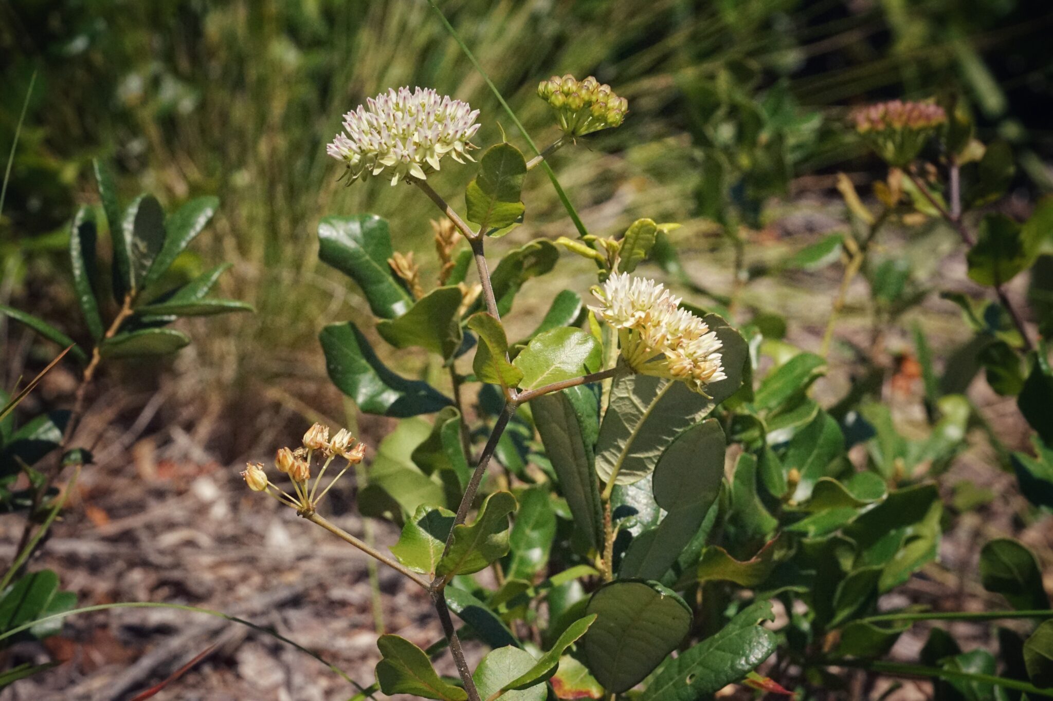 Curtiss’ milkweed - Florida Wildflower Foundation