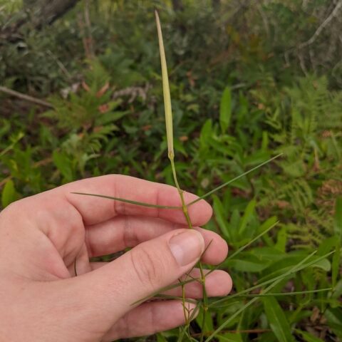 Florida milkweed - Florida Wildflower Foundation