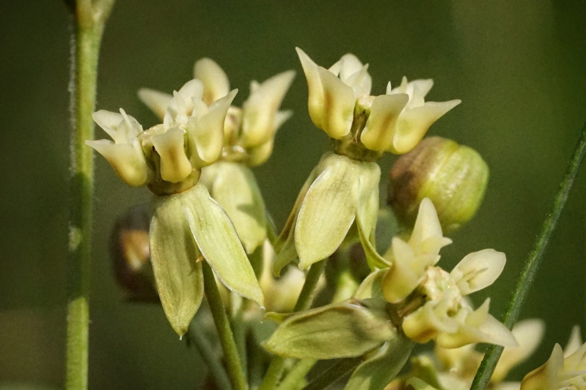 Southern milkweed - Florida Wildflower Foundation