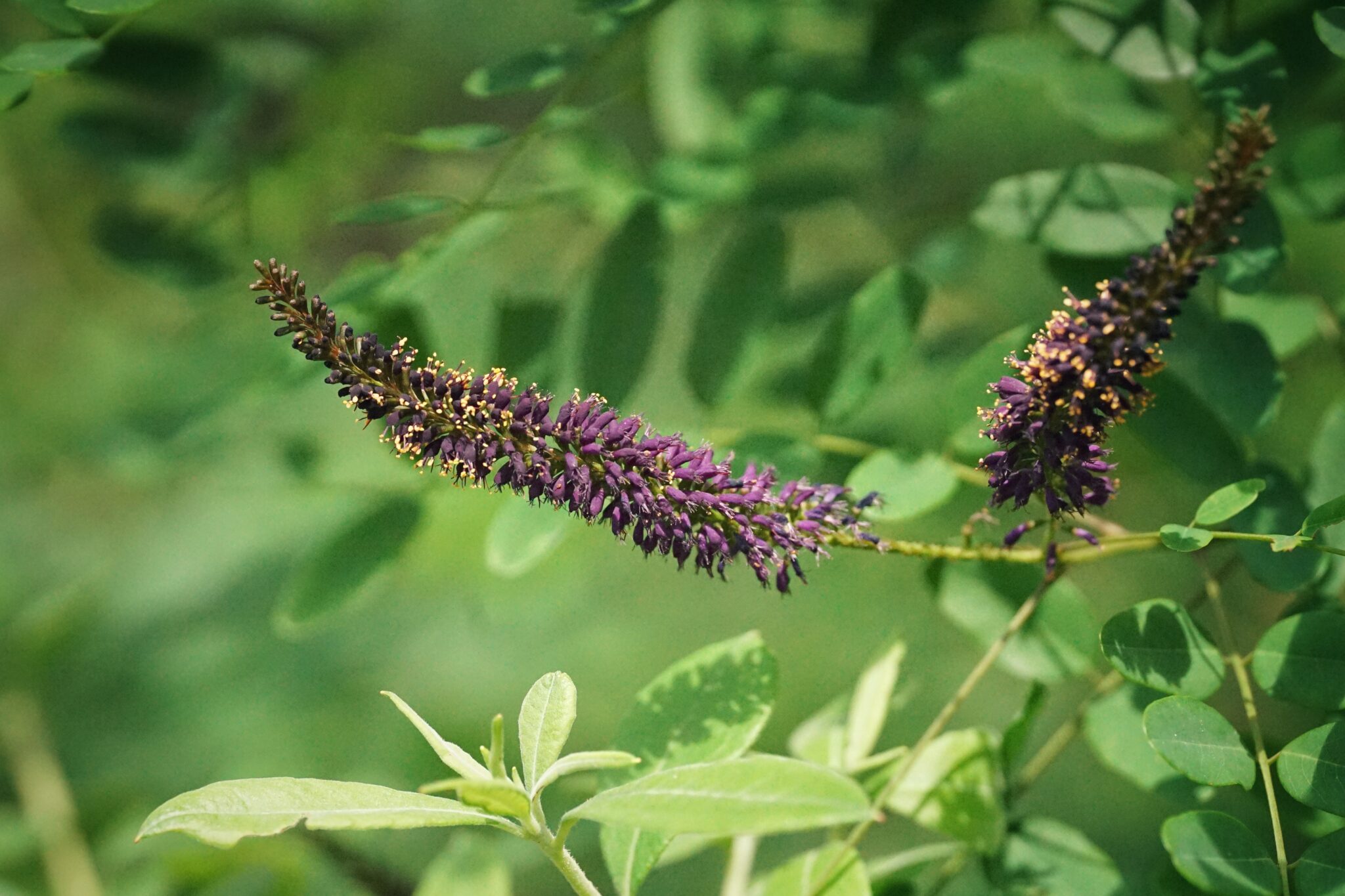 Family Profile: Fabaceae - Florida Wildflower Foundation