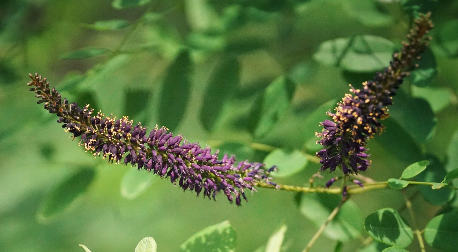 False indigo - Florida Wildflower Foundation