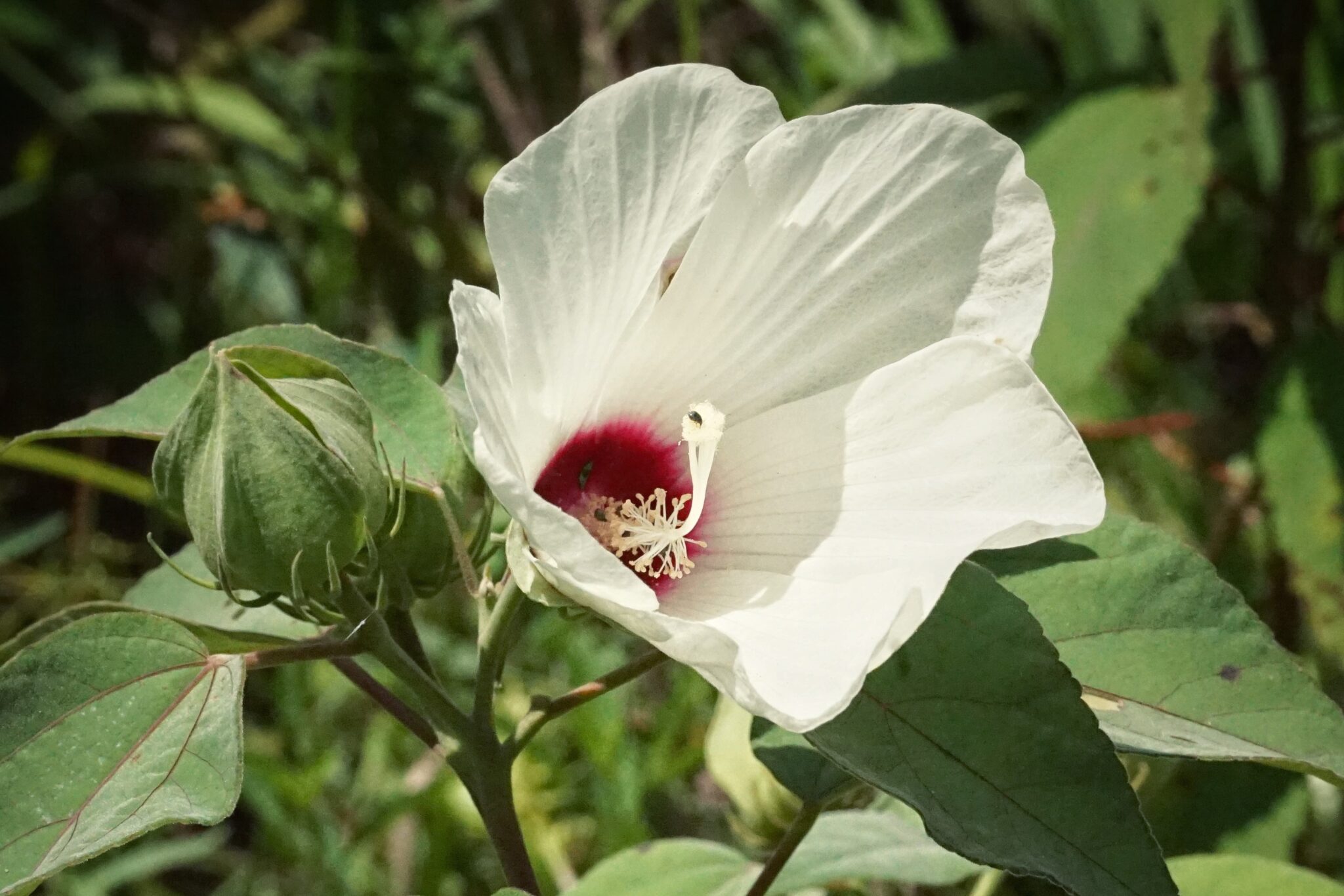 Meet the Mallows - Florida Wildflower Foundation