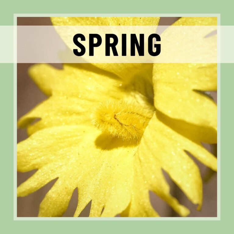 Where to See Wildflowers - Florida Wildflower Foundation