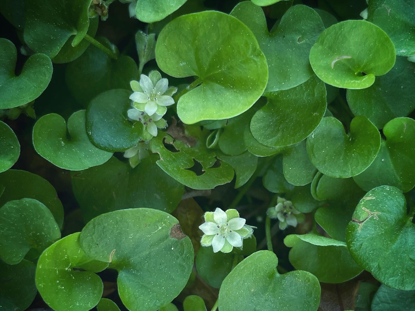 Carolina ponysfoot - Florida Wildflower Foundation