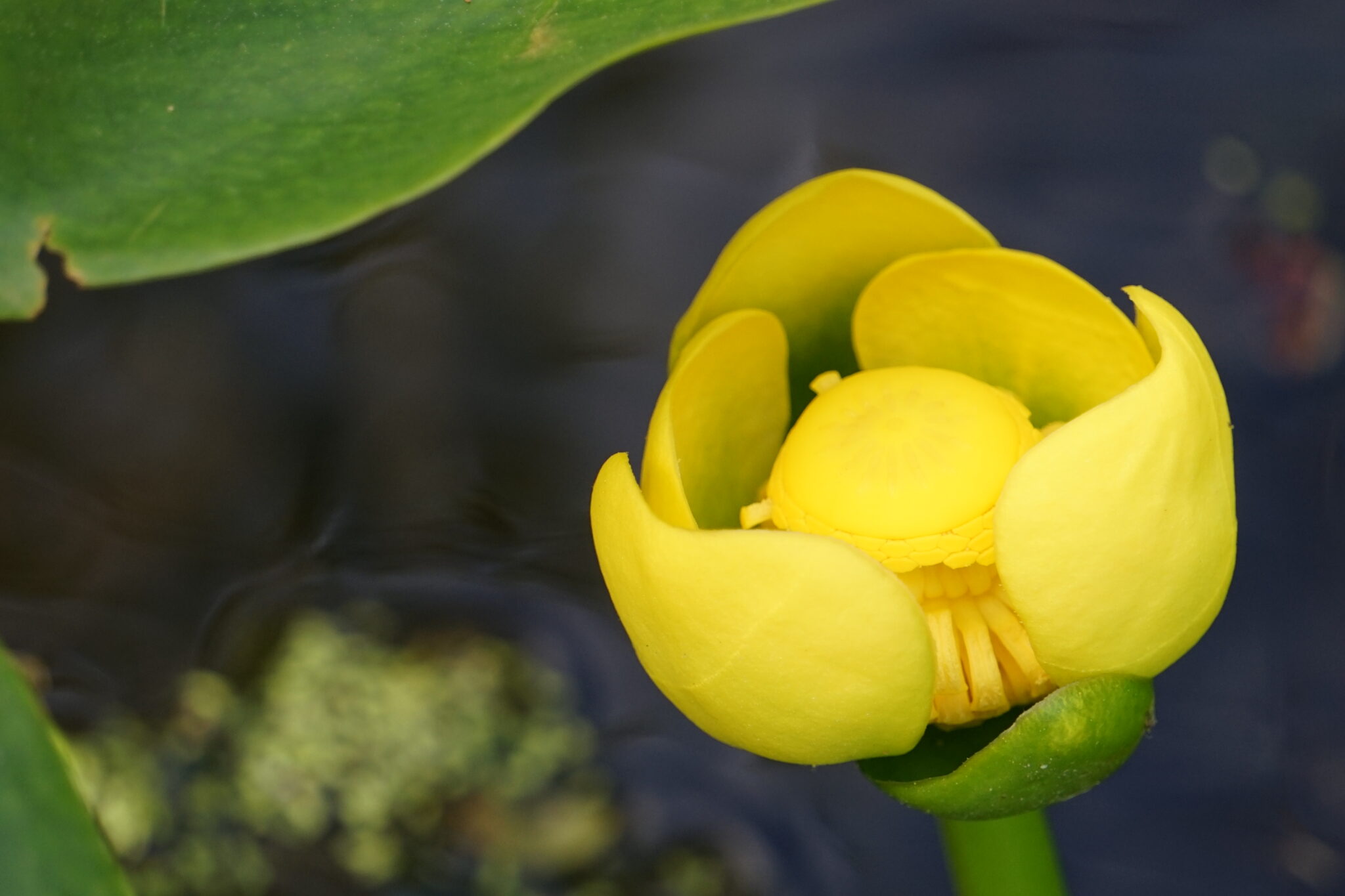 Spatterdock - Florida Wildflower Foundation