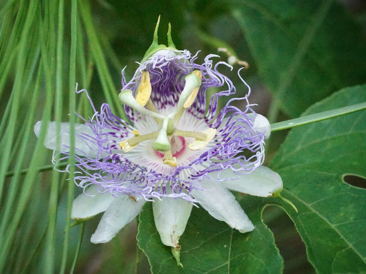 Florida's Native Wildflowers | Florida Wildflower Foundation