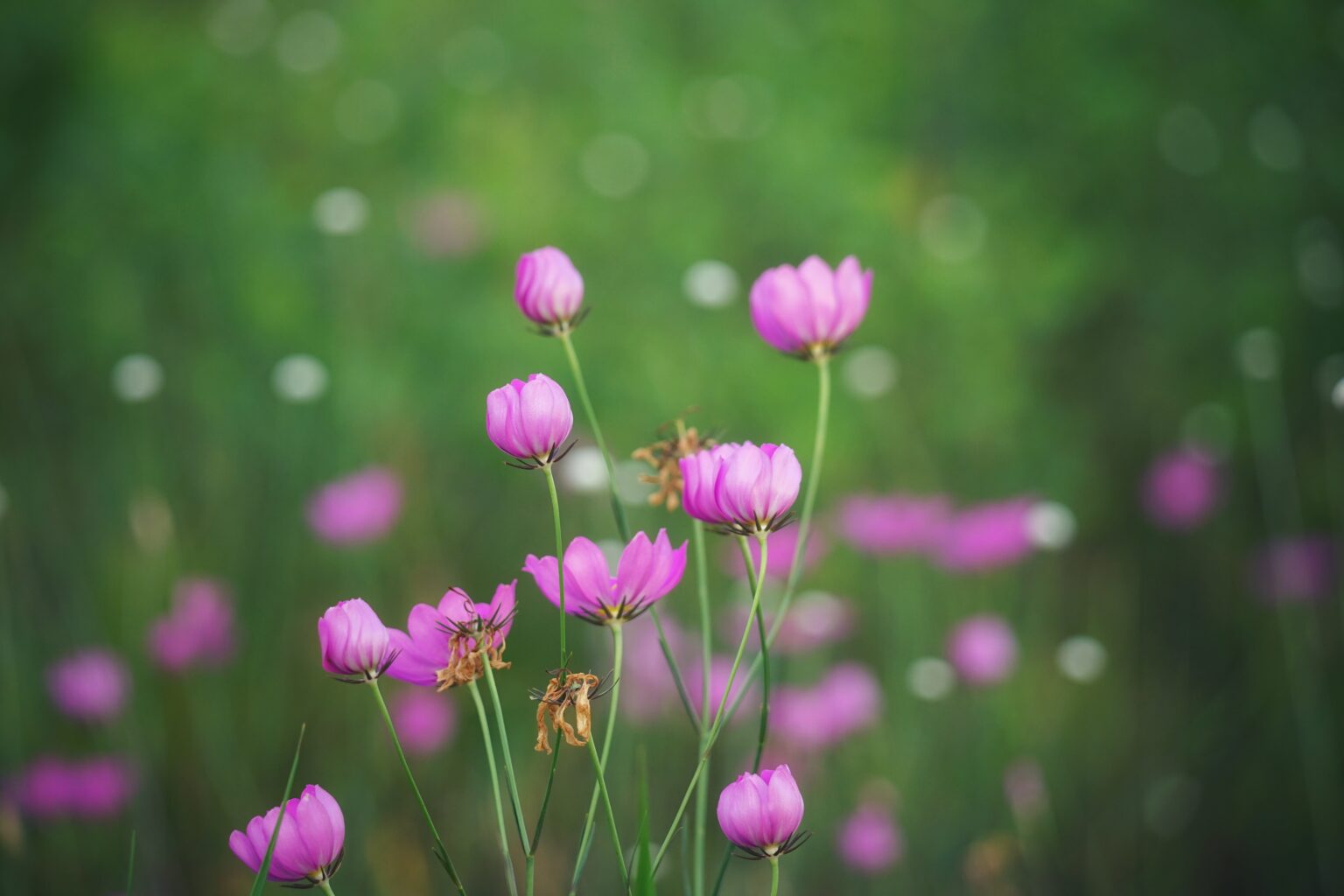 Leave a lasting legacy - Florida Wildflower Foundation