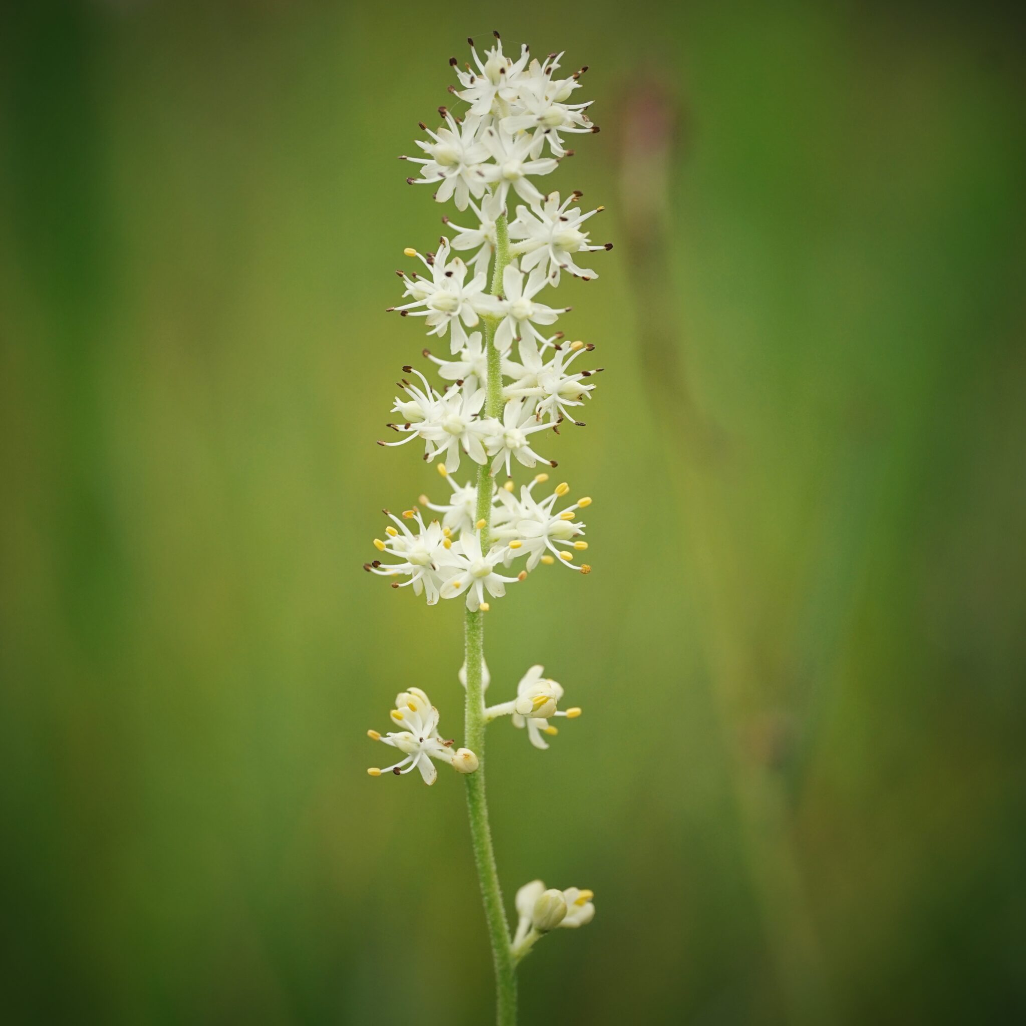 Coastal false asphodel - Florida Wildflower Foundation