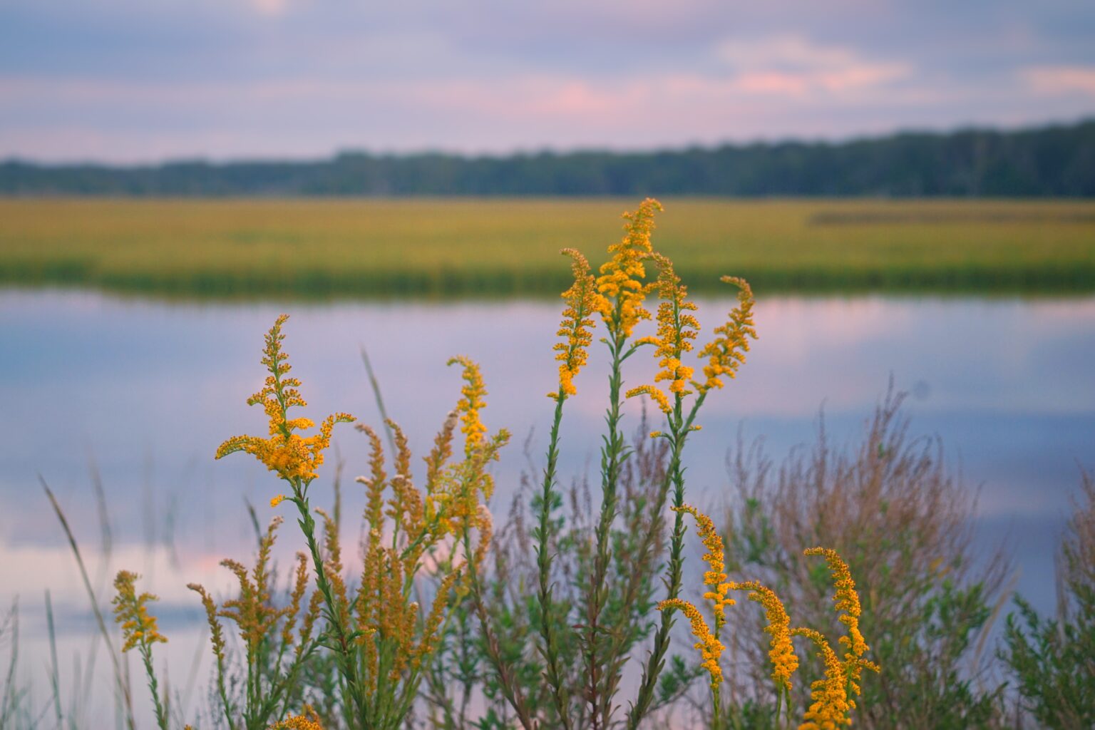 Florida's Native Wildflowers | Florida Wildflower Foundation