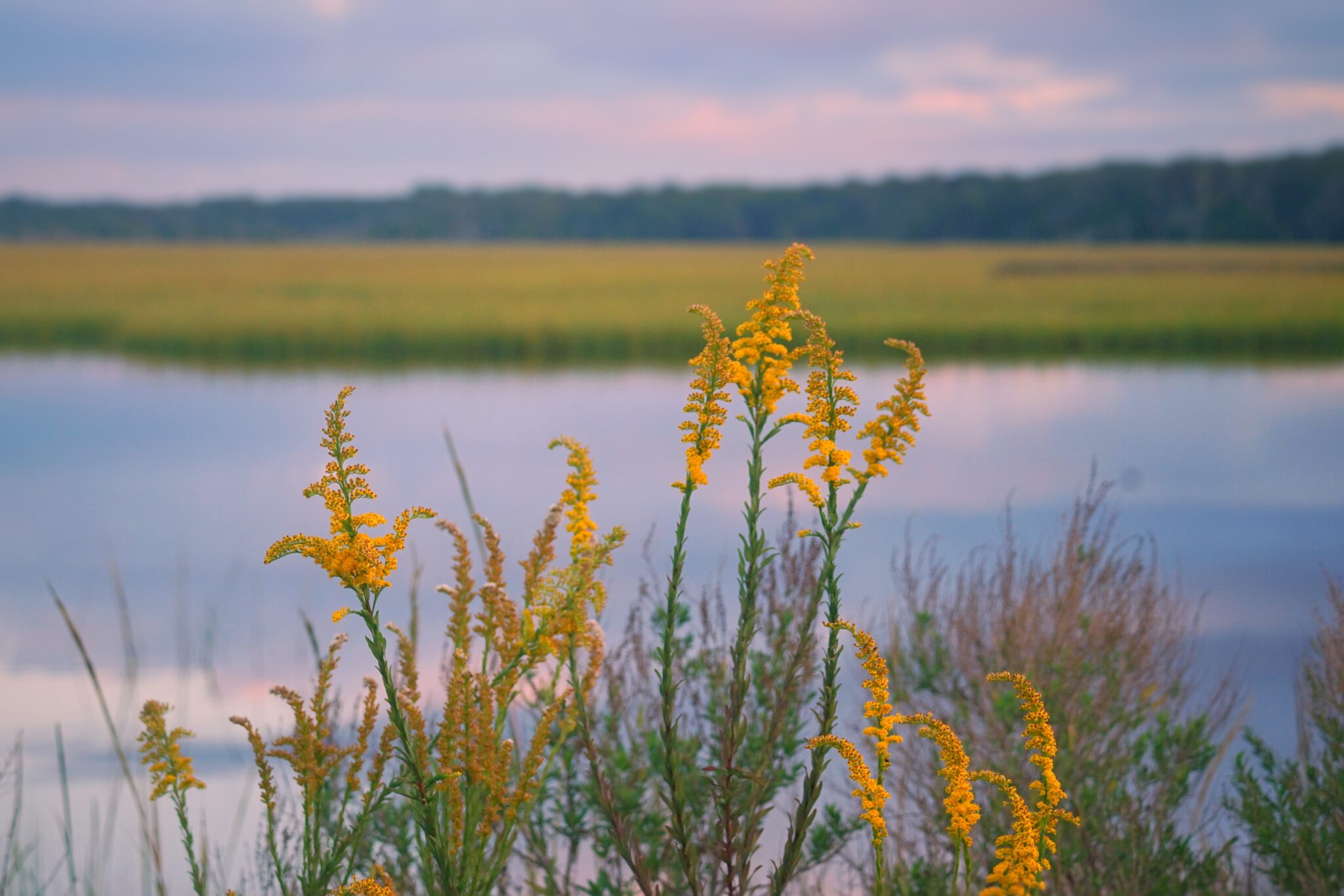 Florida's Native Wildflowers | Florida Wildflower Foundation