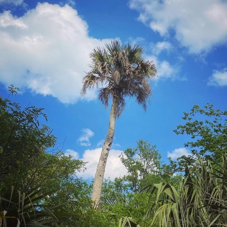 Sabal palm - Florida Wildflower Foundation